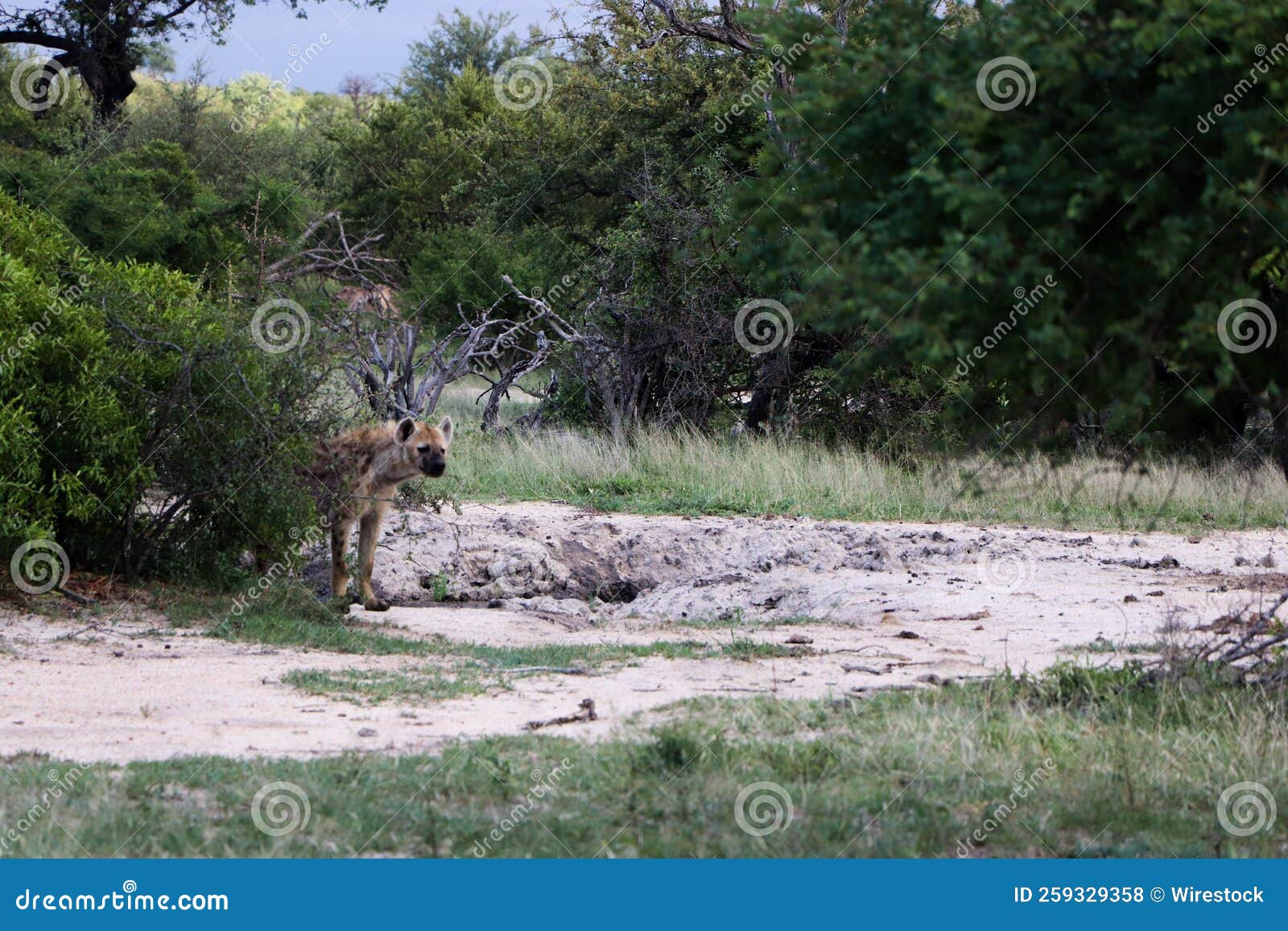 Spotted Hyena (Crocuta Crocuta) Looking Aside Behind the Tree Stock ...