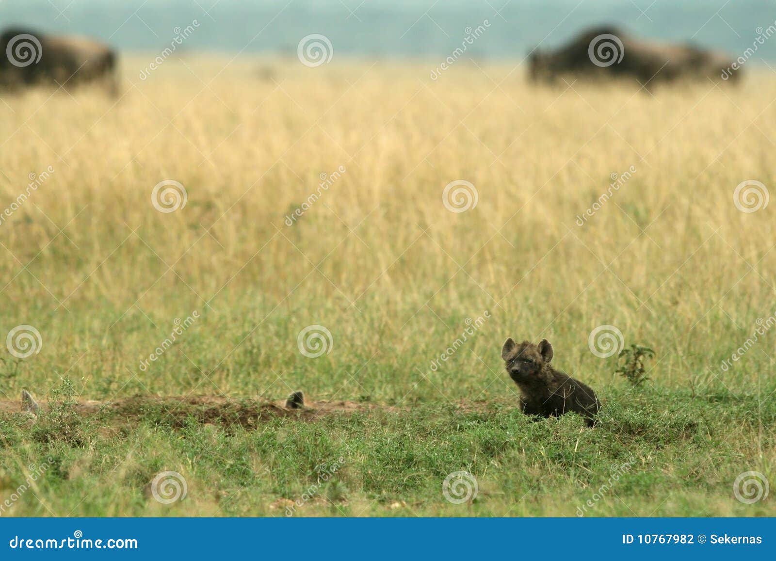 Spotted hyena cub stock photo. Image of carnivore, cute - 10767982