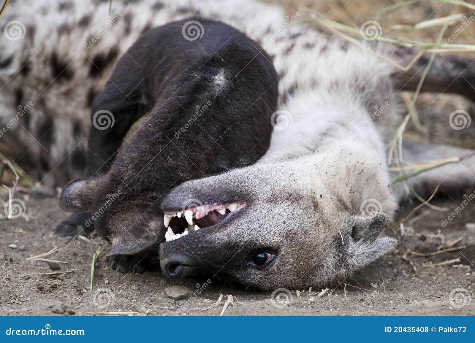 Spotted Hyena Cub and Its Mother Stock Photo - Image of fantastic ...
