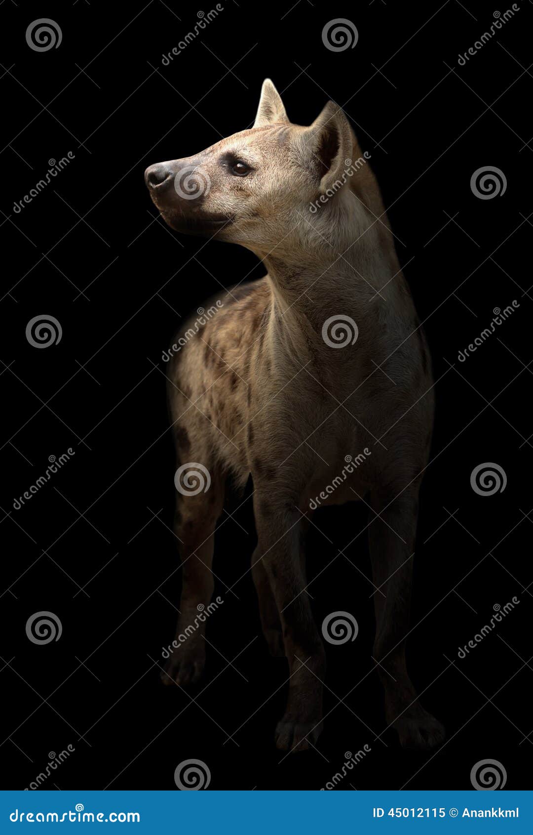 Spotted hyena in the dark stock image. Image of skin - 45012115