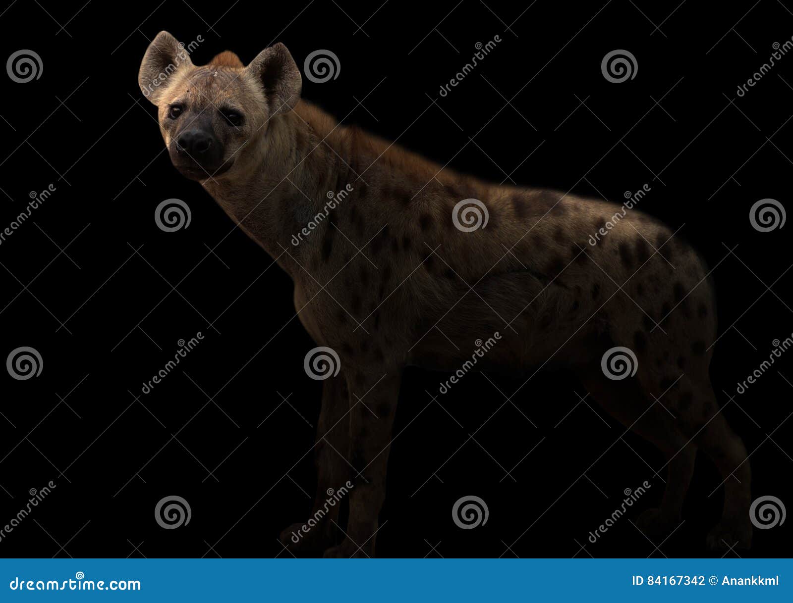 Spotted hyena in the dark stock photo. Image of carnivore - 84167342