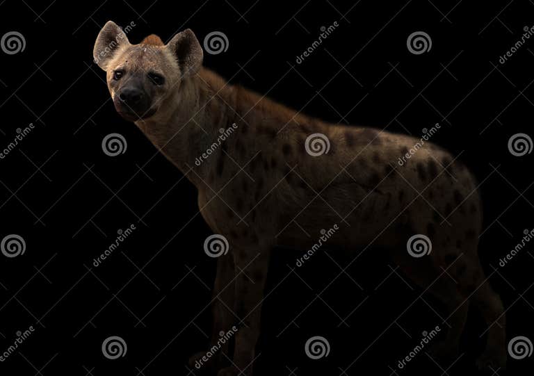 Spotted hyena in the dark stock photo. Image of carnivore - 84167342