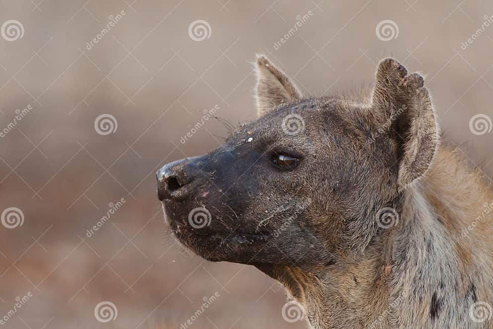 Spotted hyena face stock image. Image of nose, kruger - 21043221