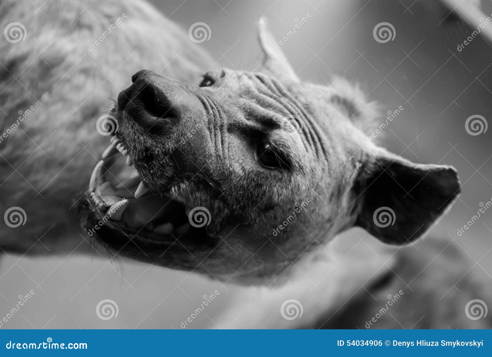 Spotted hyena stock photo. Image of hyena, grin, exhibit - 54034906