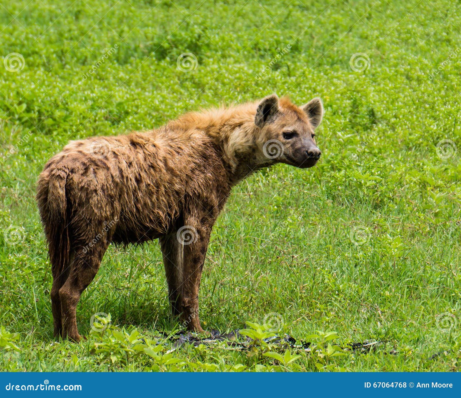 Spotted hyena stock photo. Image of social, feet, hunter - 67064768