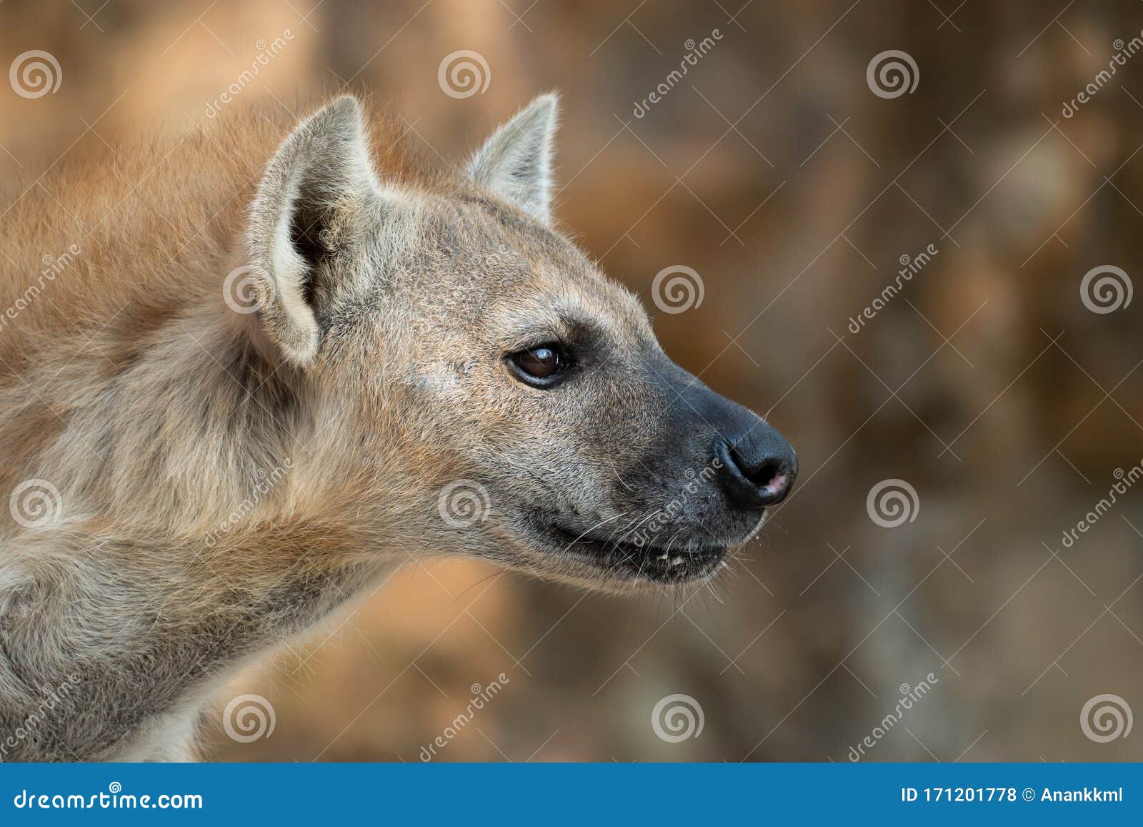 Spotted Hyena Head Close Up Stock Photo - Image of africa, face: 171201778