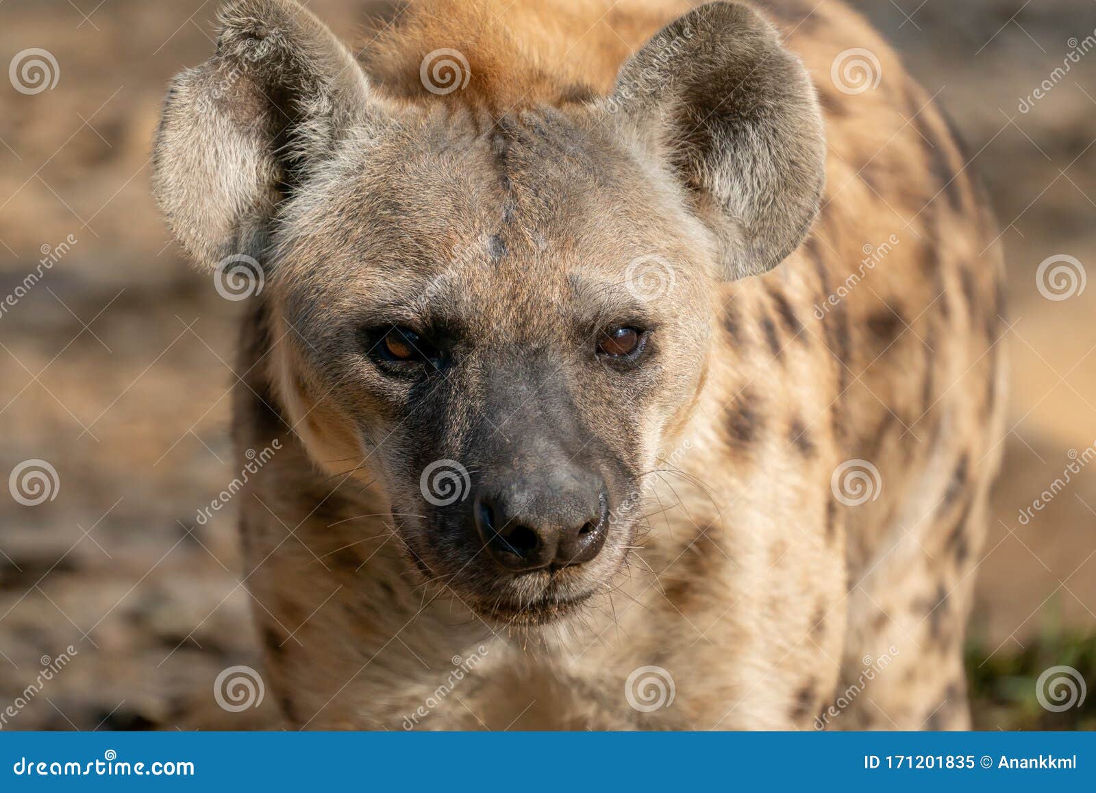 Spotted Hyena Head Close Up Stock Image - Image of animal, hyena: 171201835