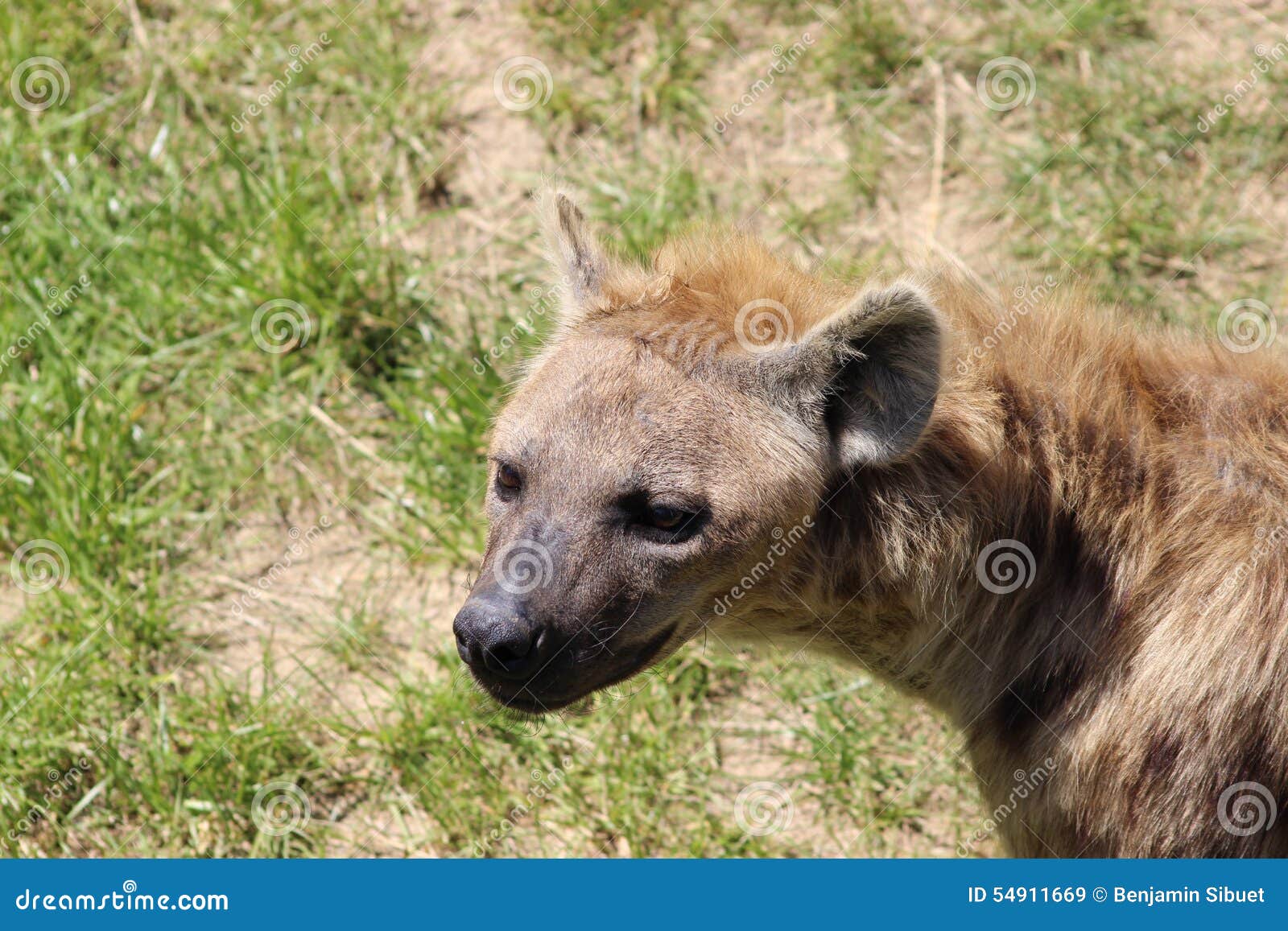Spotted Hyena Head Side View Stock Image - Image of closeup, face: 54911669