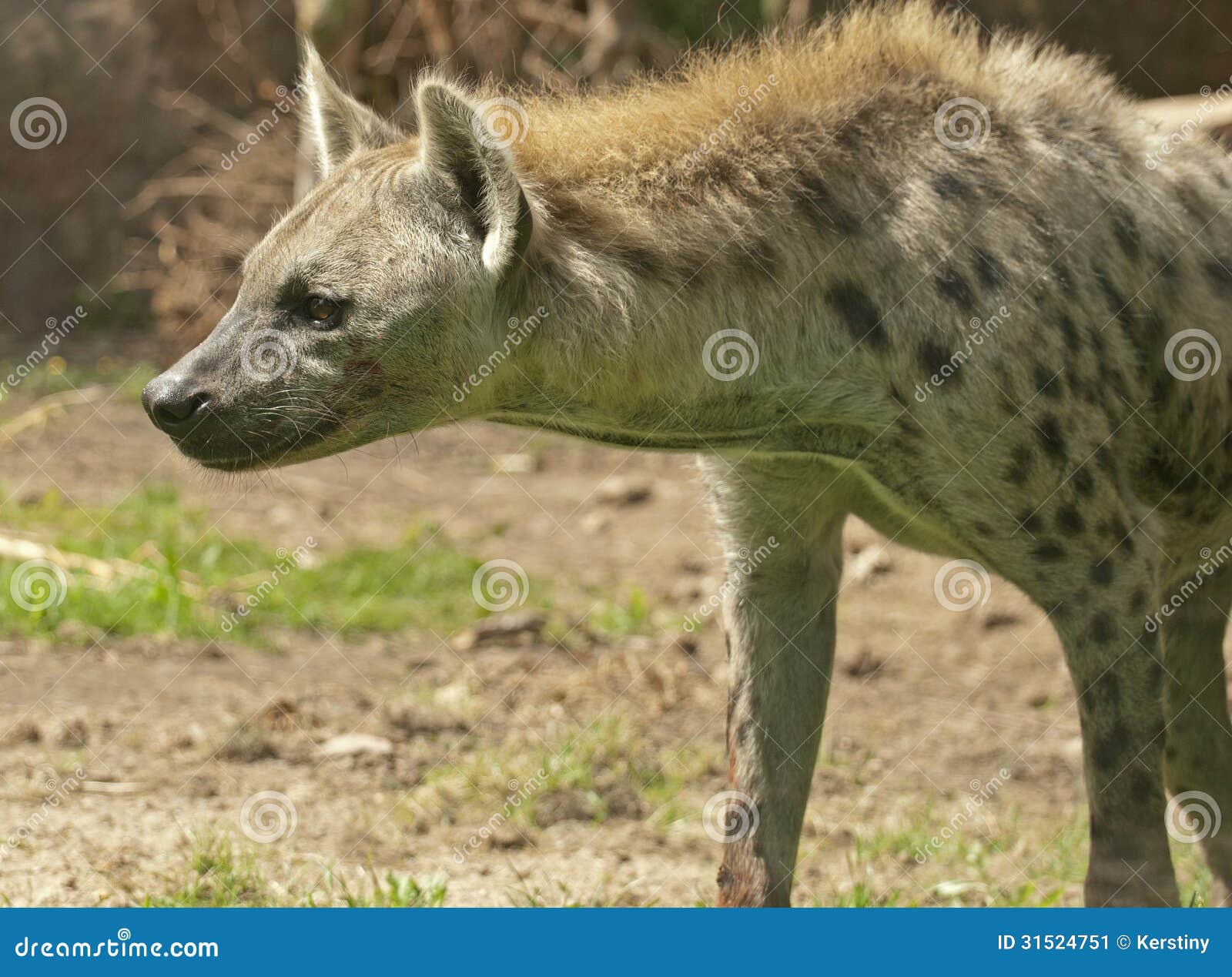 Spotted hyena stock image. Image of vertebrate, muzzle - 31524751
