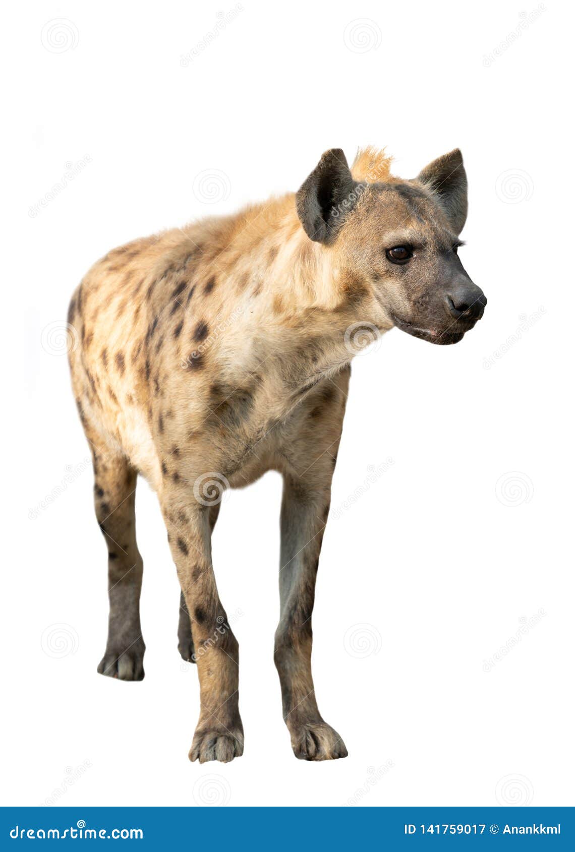 Spotted Hyena Isolated Stock Photos - Download 88 Royalty Free Photos