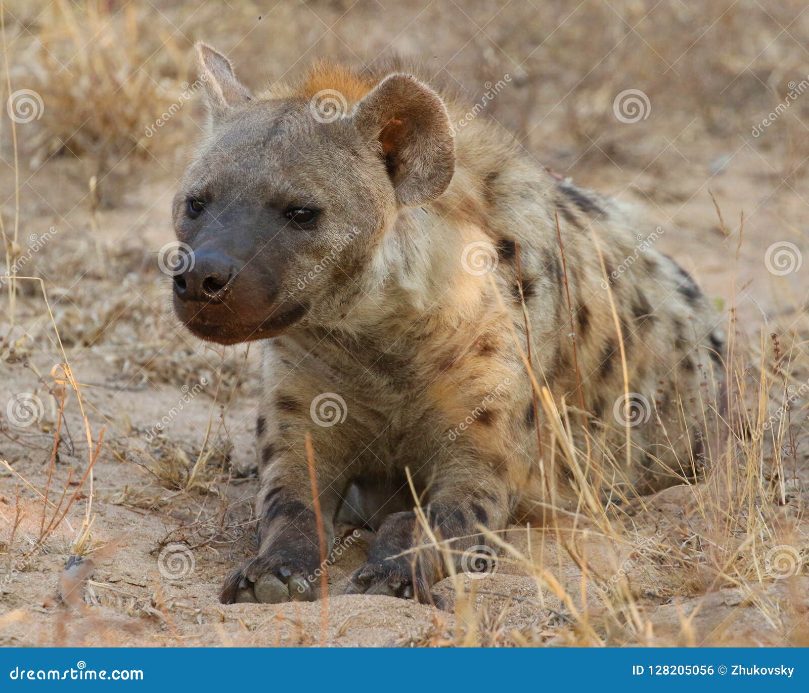 Spotted Hyena in Kruger National Park Stock Photo - Image of brown ...