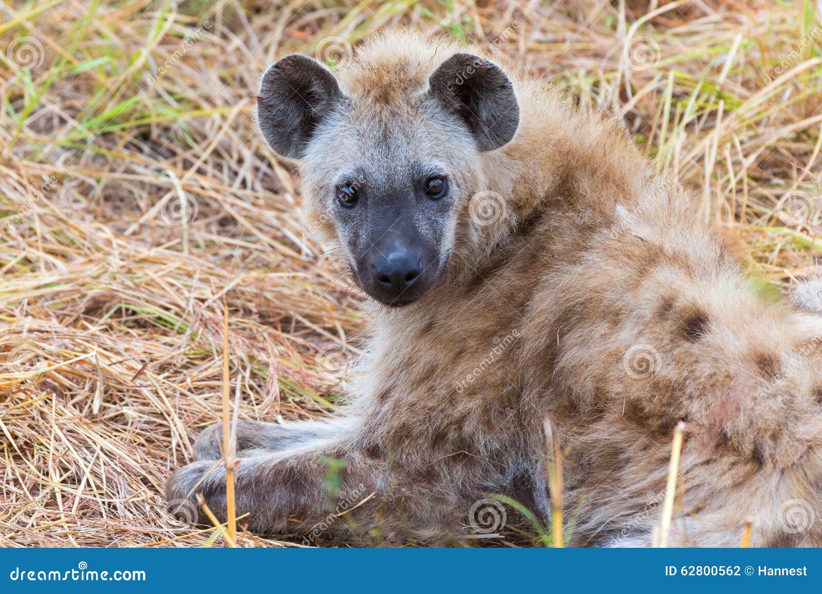Spotted Hyena stock photo. Image of hyena, hair, spotted - 62800562