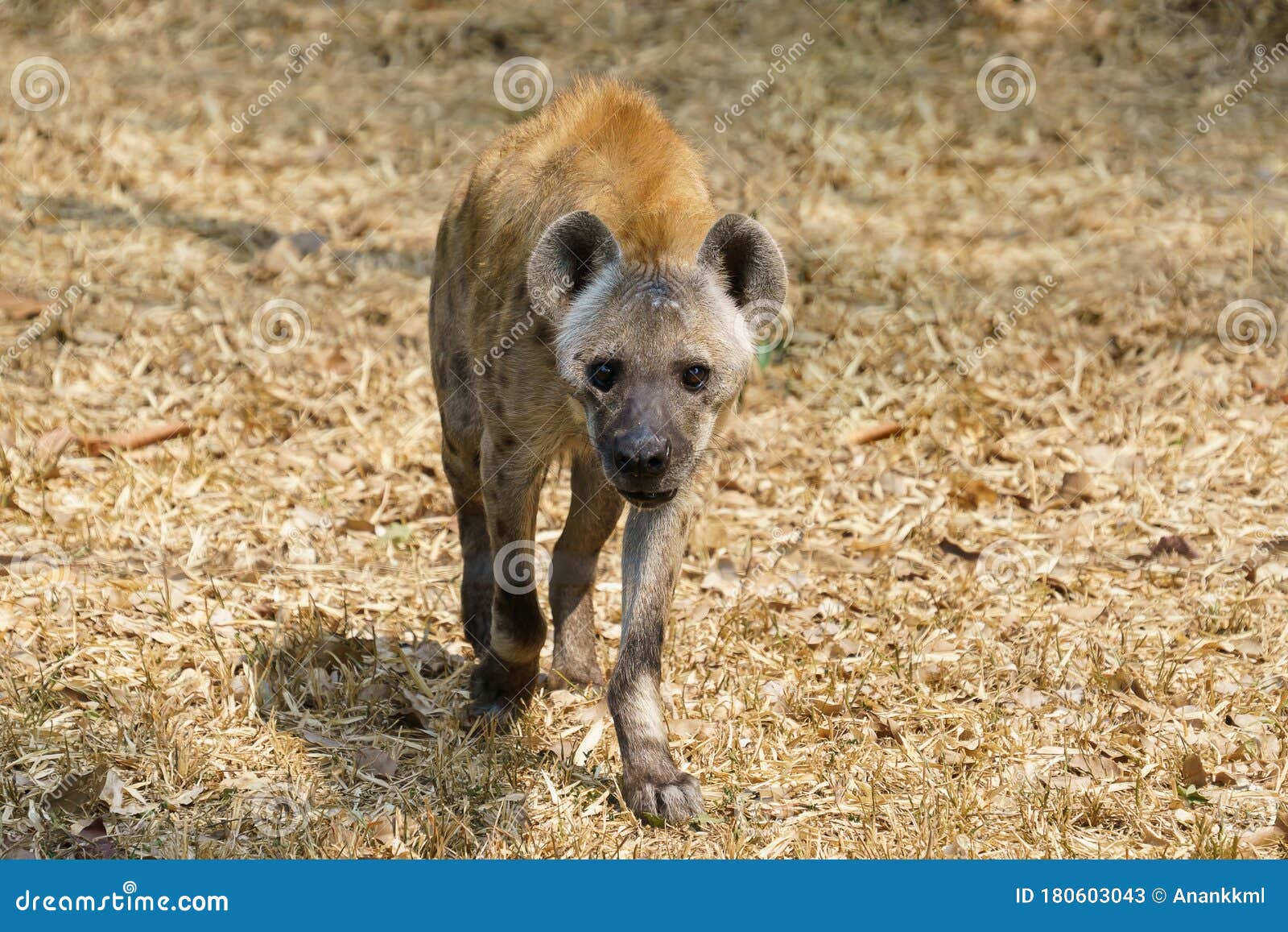 Spotted Hyena or Laughing Hyena Walking Stock Image - Image of strong ...