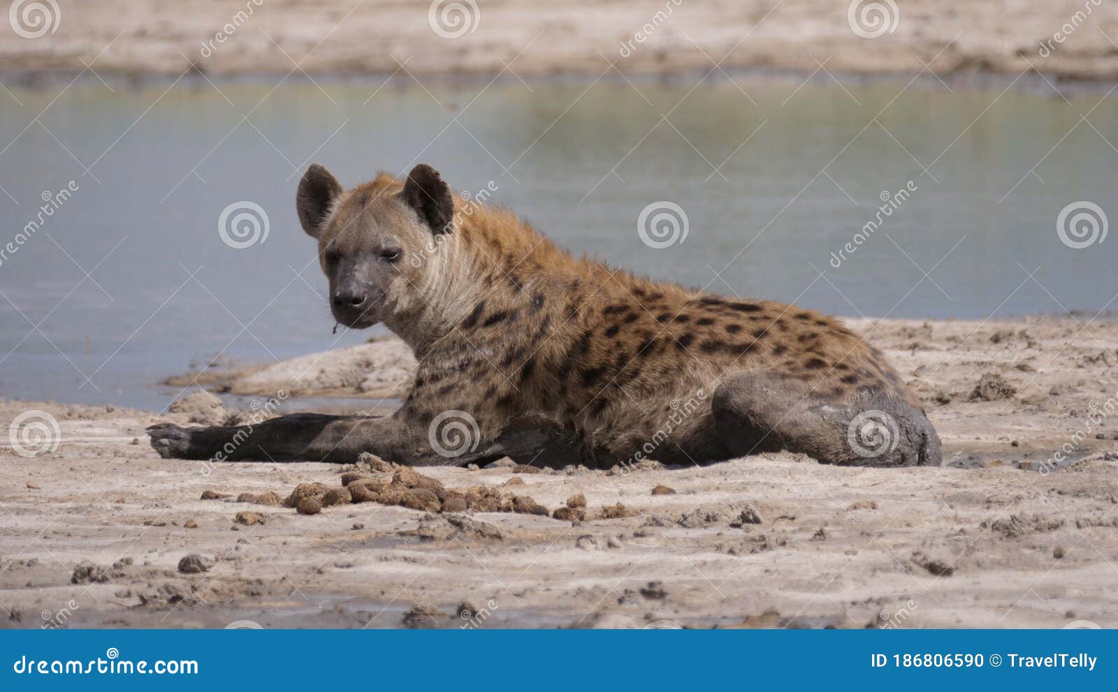 Spotted Hyena Laying Near a Pond Stock Photo - Image of wildlife ...