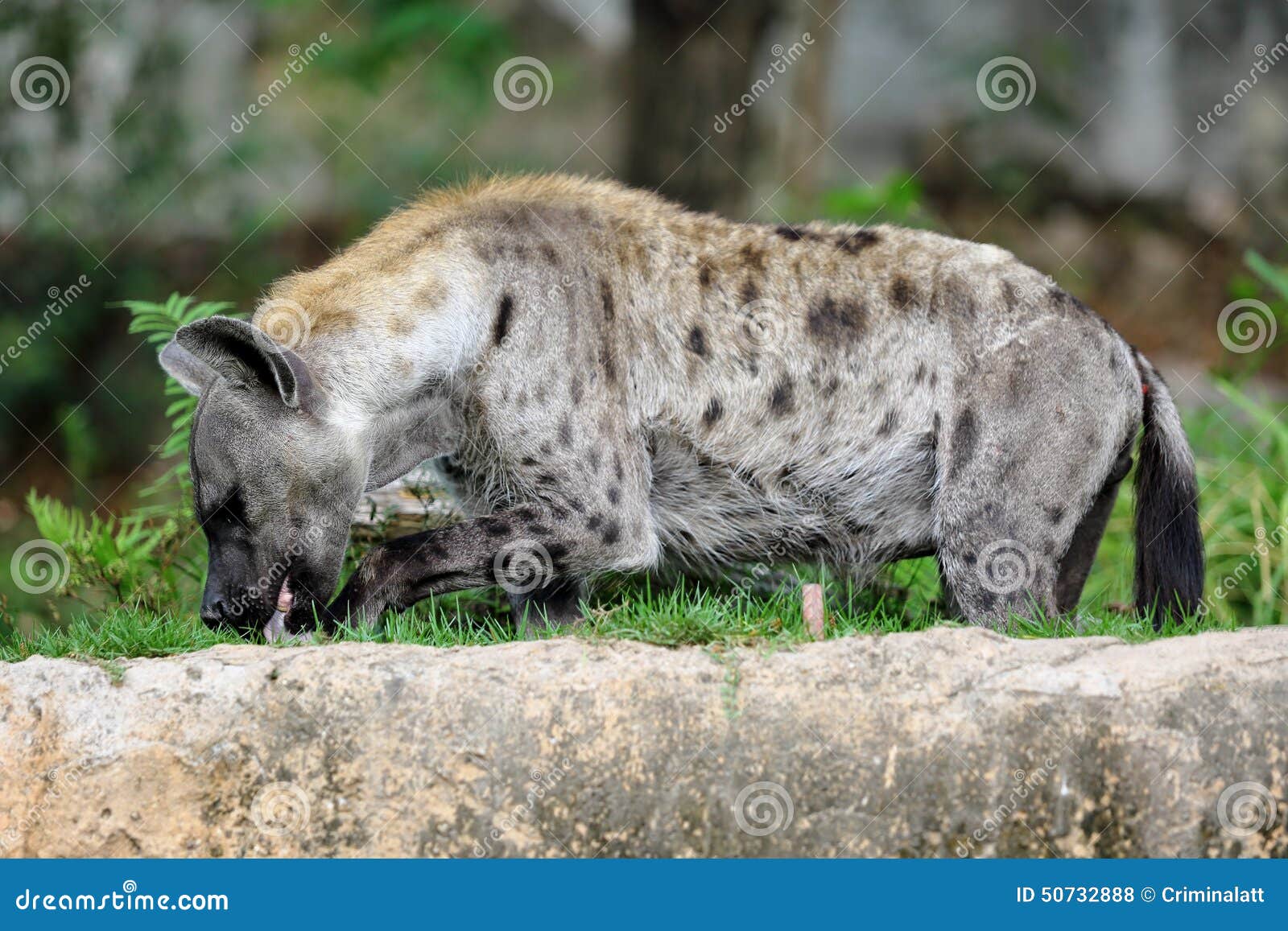 Spotted hyena licking leg stock photo. Image of dangerous - 50732888