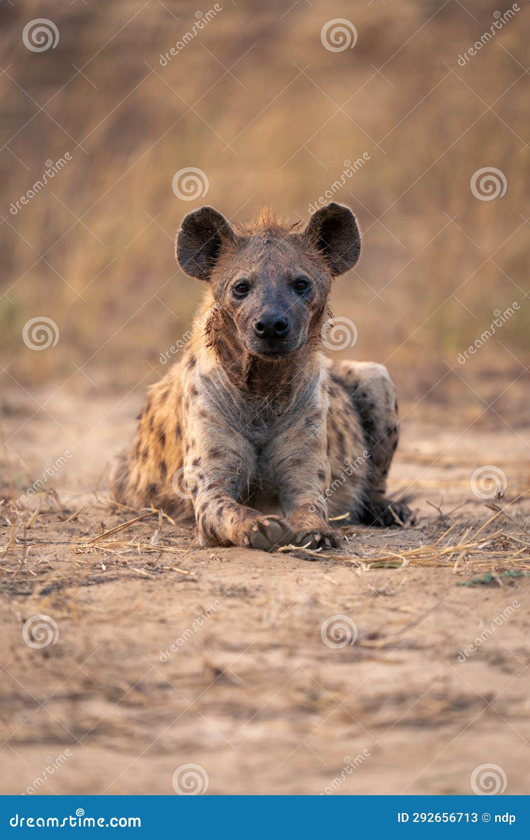 Spotted Hyena Lies on Sand Facing Camera Stock Image - Image of animal ...