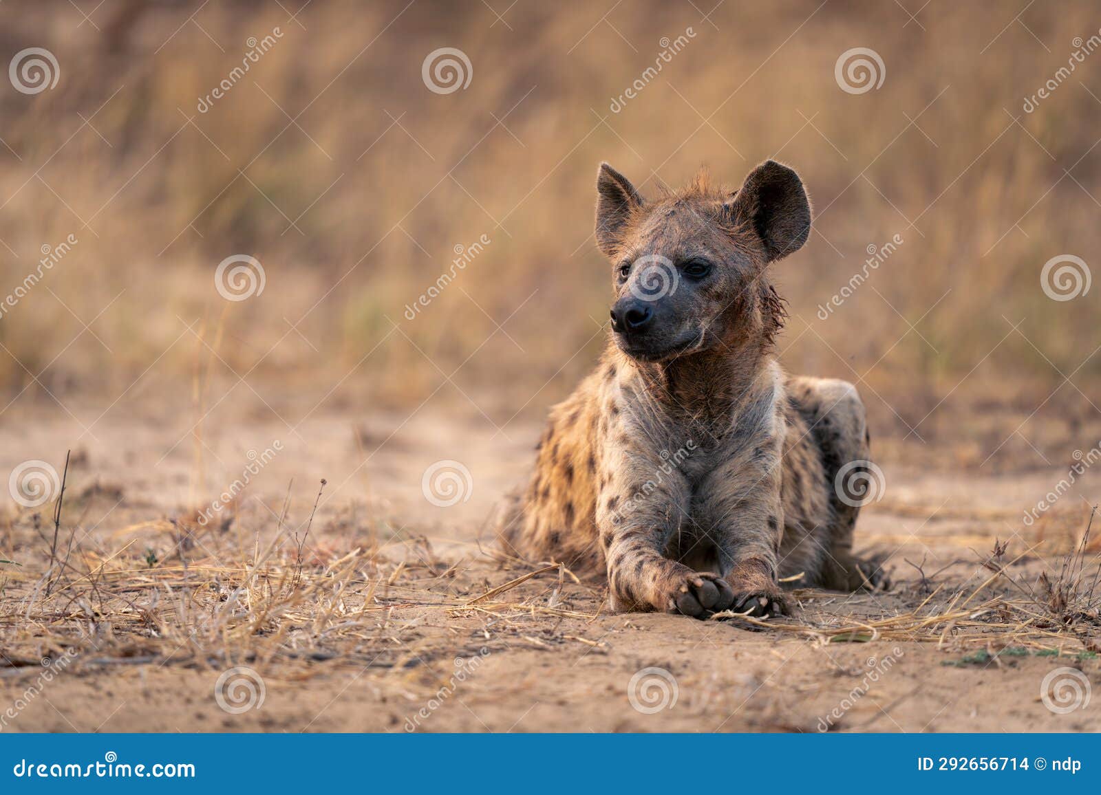 Spotted Hyena Lies on Sand Turning Head Stock Photo - Image of lying ...