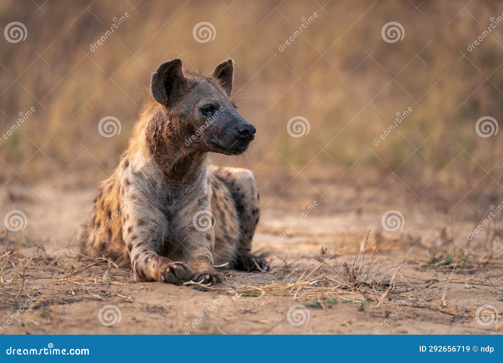 Spotted Hyena Lies Turning Head on Sand Stock Image - Image of ...