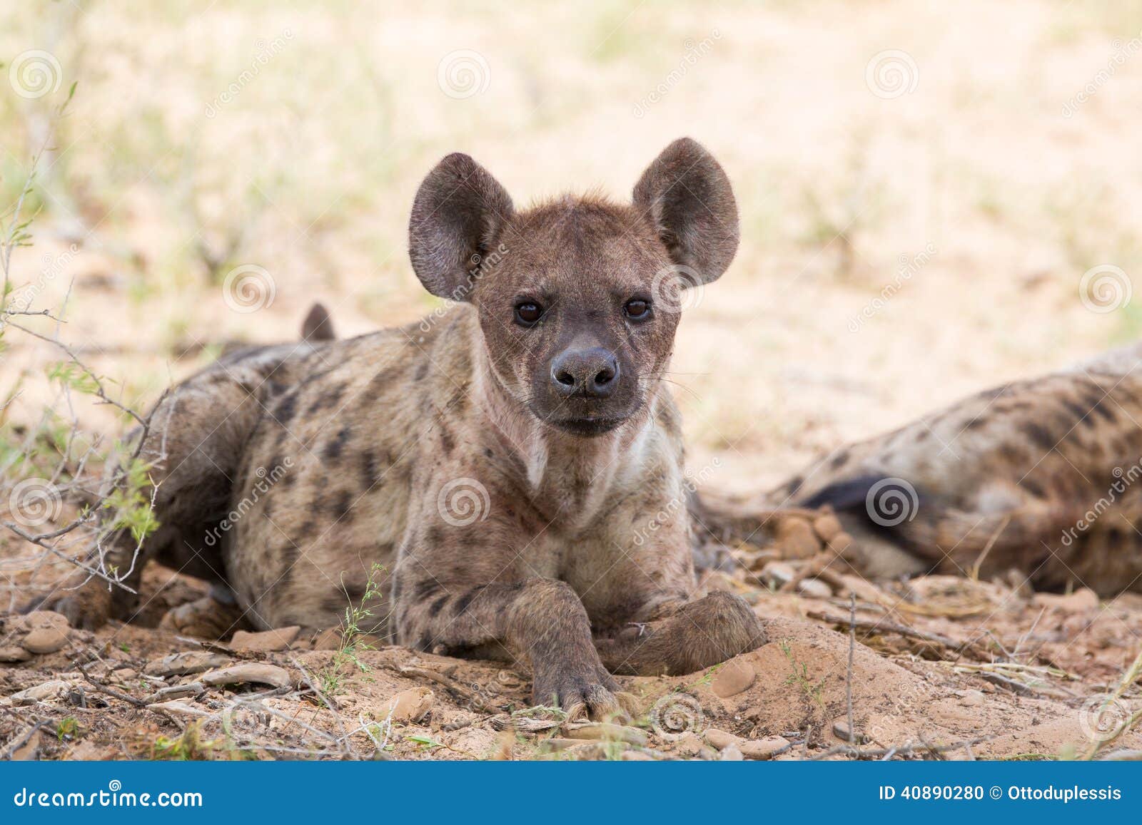 Spotted Hyena lying stock photo. Image of dirt, looking - 40890280