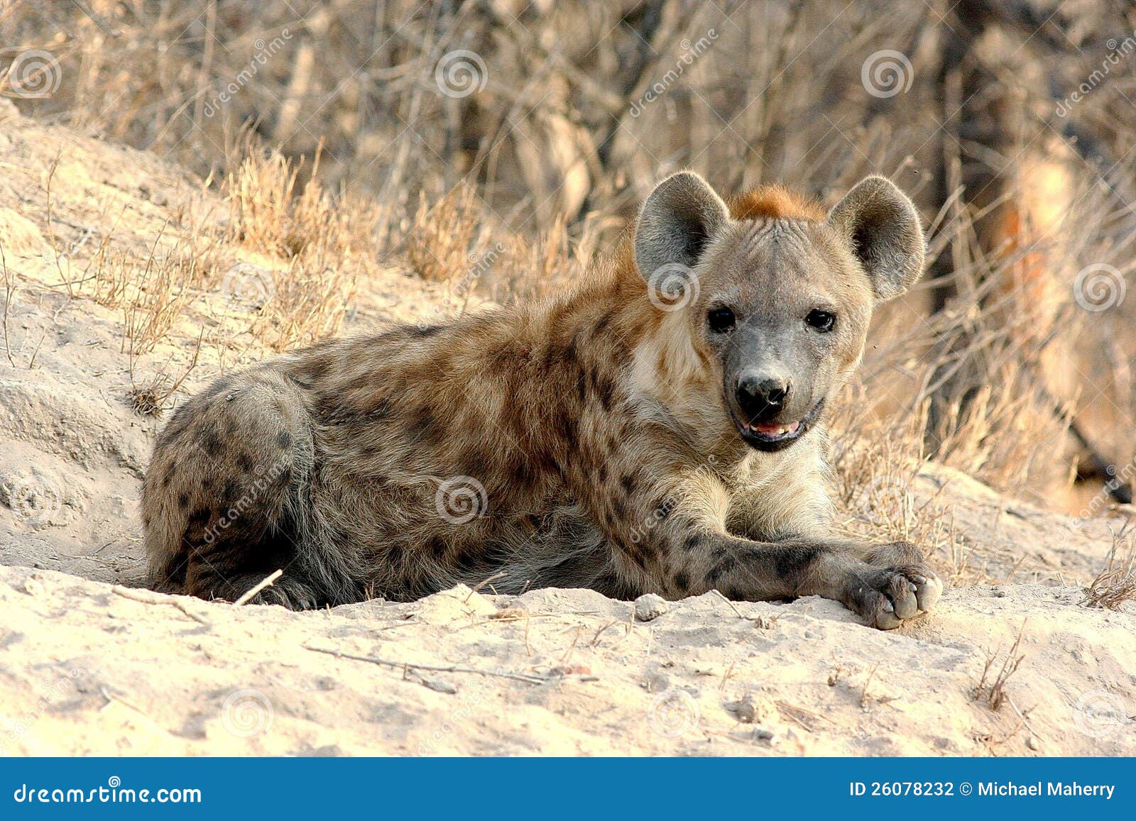 Spotted Hyena Lying in the Sun Stock Photo - Image of spot, animals ...