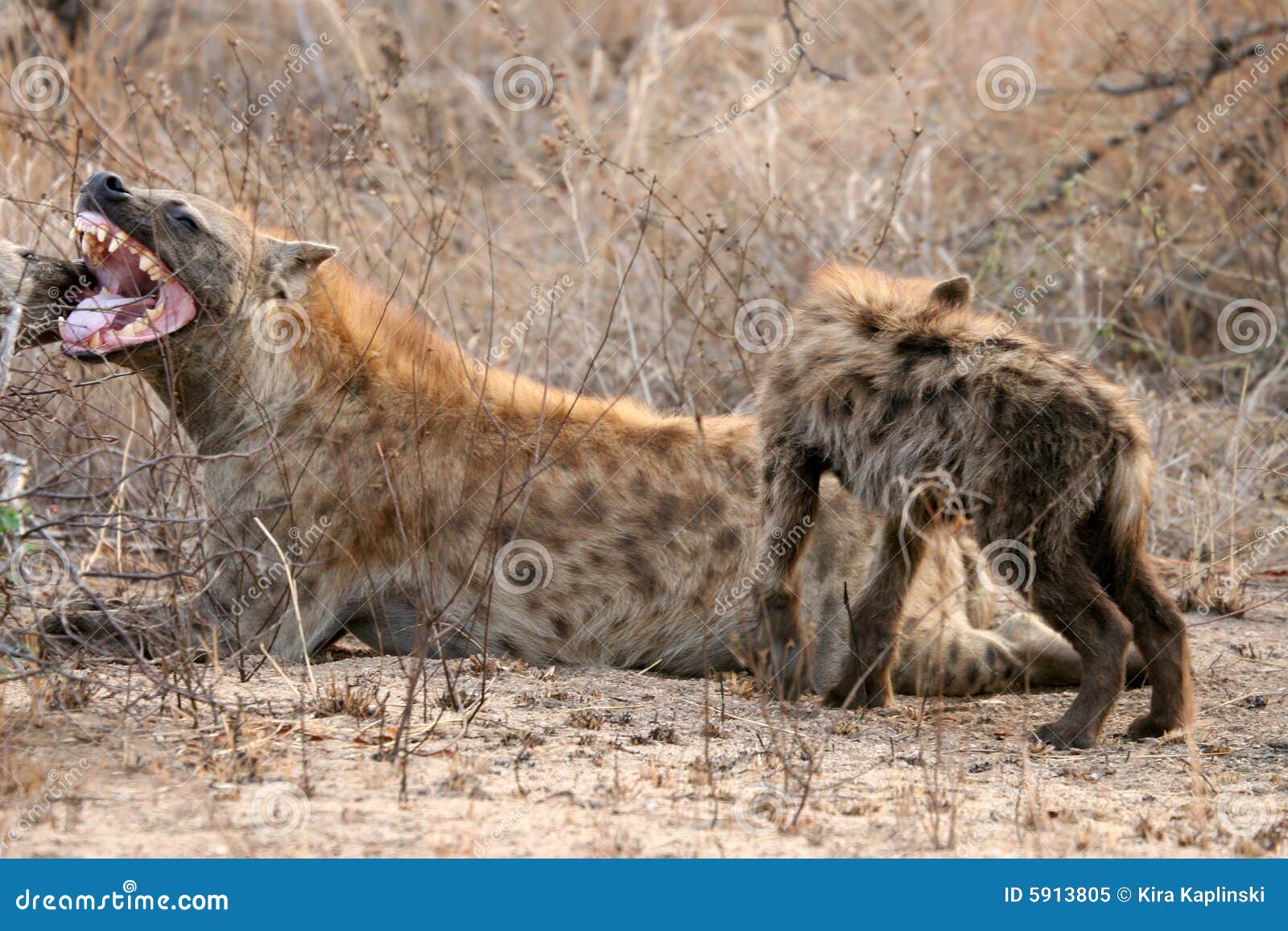 Spotted Hyena Mother and Cub Stock Image - Image of behavior, closeup ...