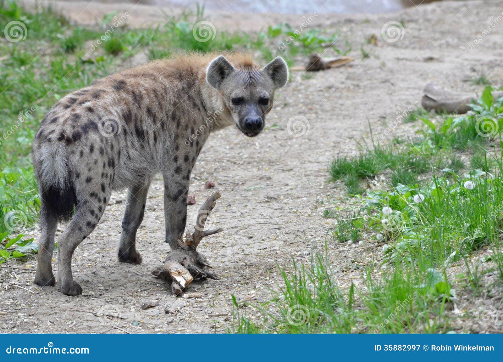 Spotted hyena on path stock image. Image of look, stare - 35882997