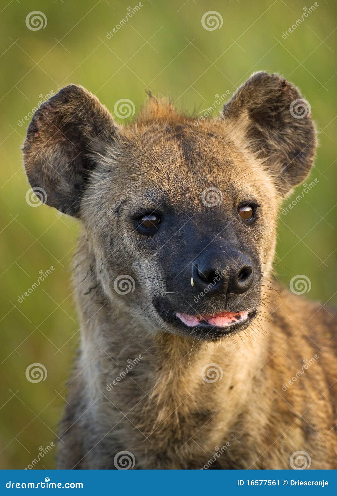 Spotted Hyena Portrait stock image. Image of puppy, africa - 16577561