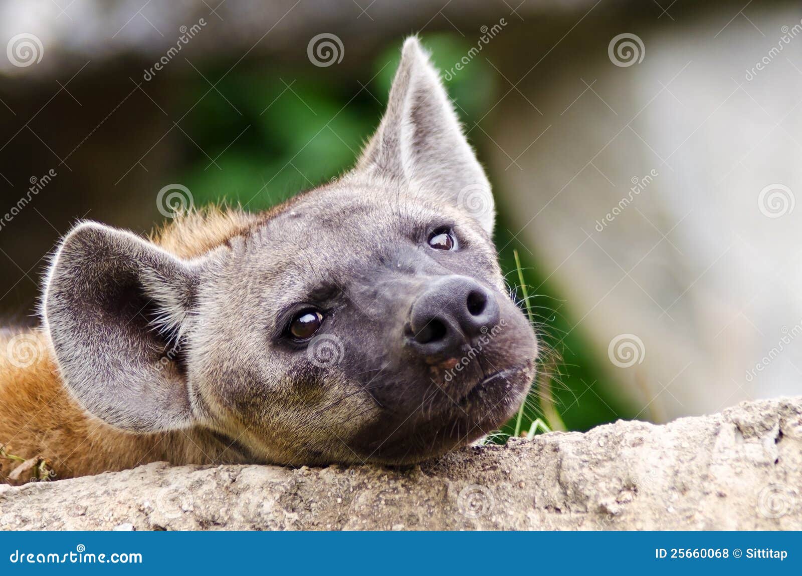 Spotted hyena portrait stock photo. Image of travel, savannah - 25660068