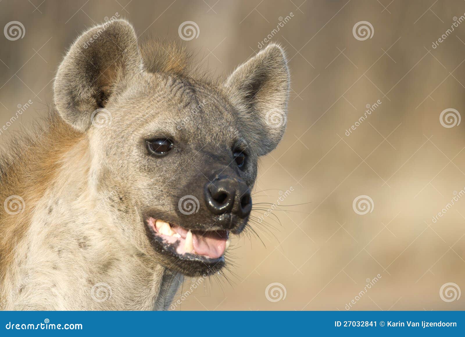 Spotted hyena portrait stock image. Image of teeth, muzzle - 27032841