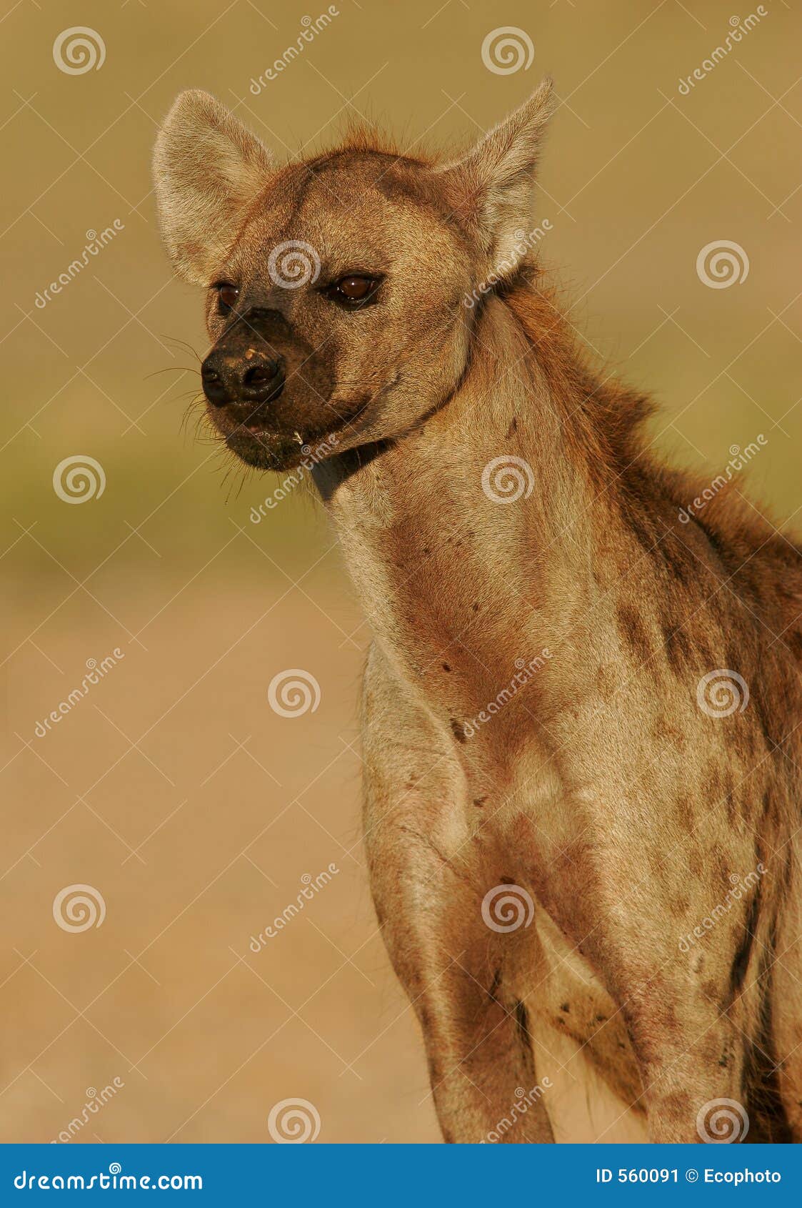 Spotted hyena portrait stock image. Image of conservation - 560091