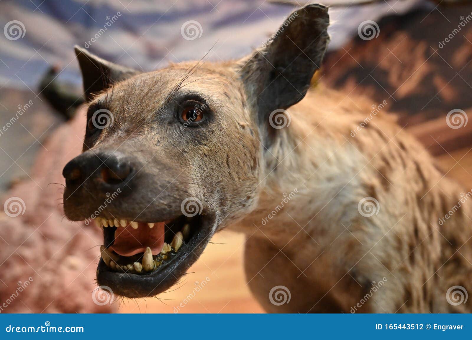 Spotted Hyena Portrait Taxidermy Objects Stock Photo - Image of ...