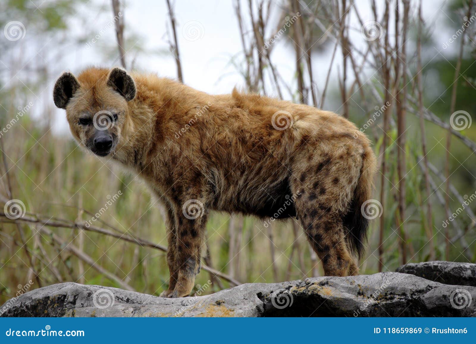 A Spotted Hyena stock image. Image of watch, carnivore - 118659869