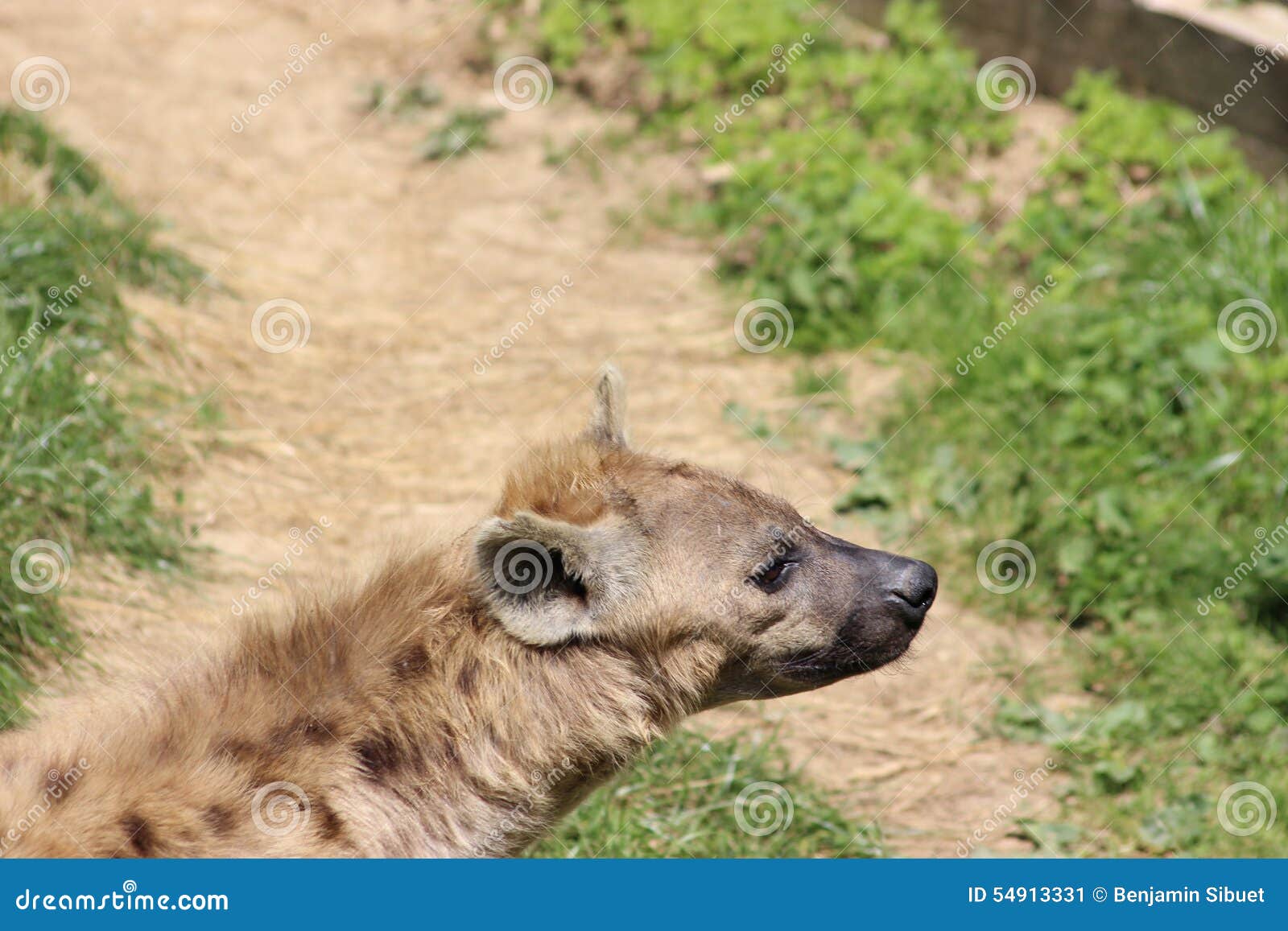 Spotted hyena profile stock image. Image of crocuta, ferocious - 54913331