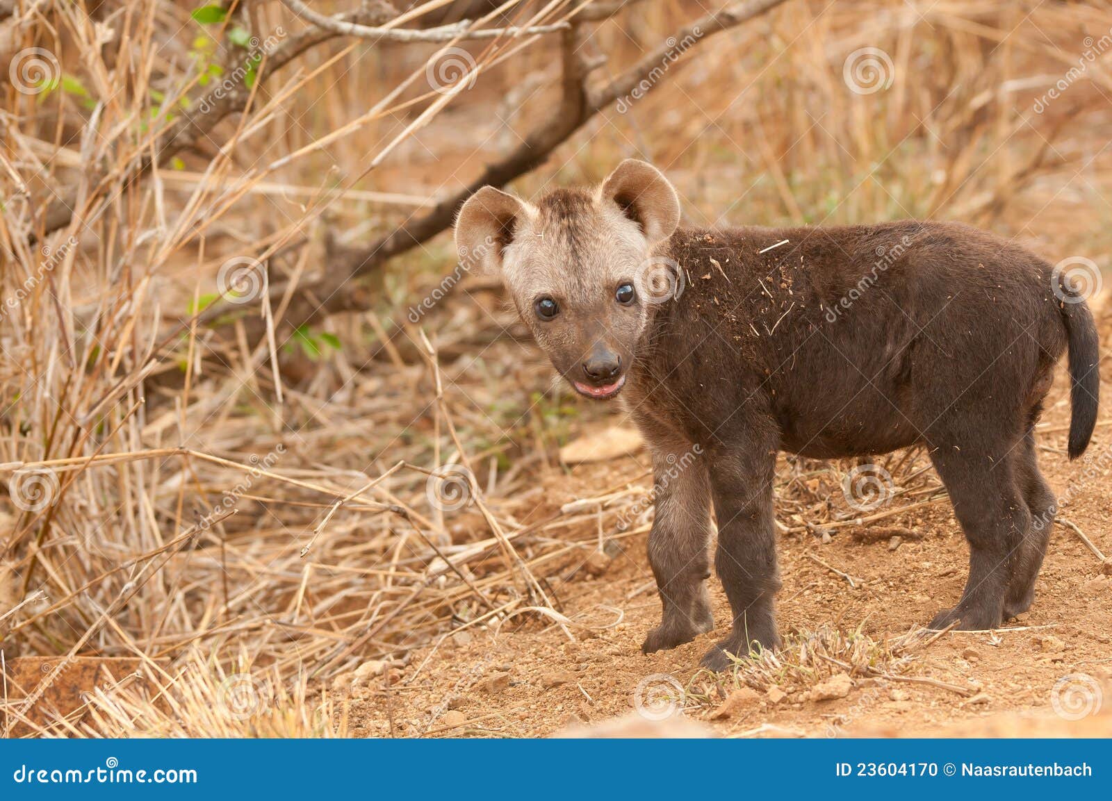 Spotted hyena pup stock photo. Image of crocuta, hyena - 23604170