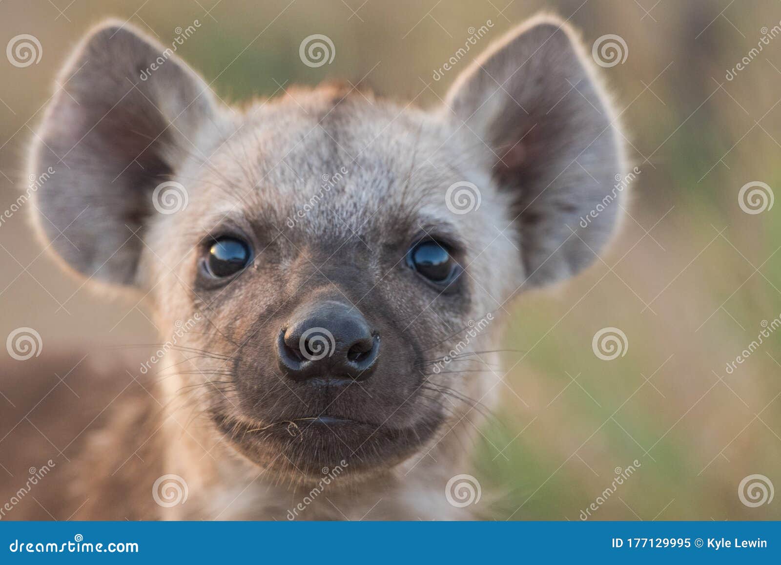 Spotted Hyena pup stock image. Image of southafrica - 177129995