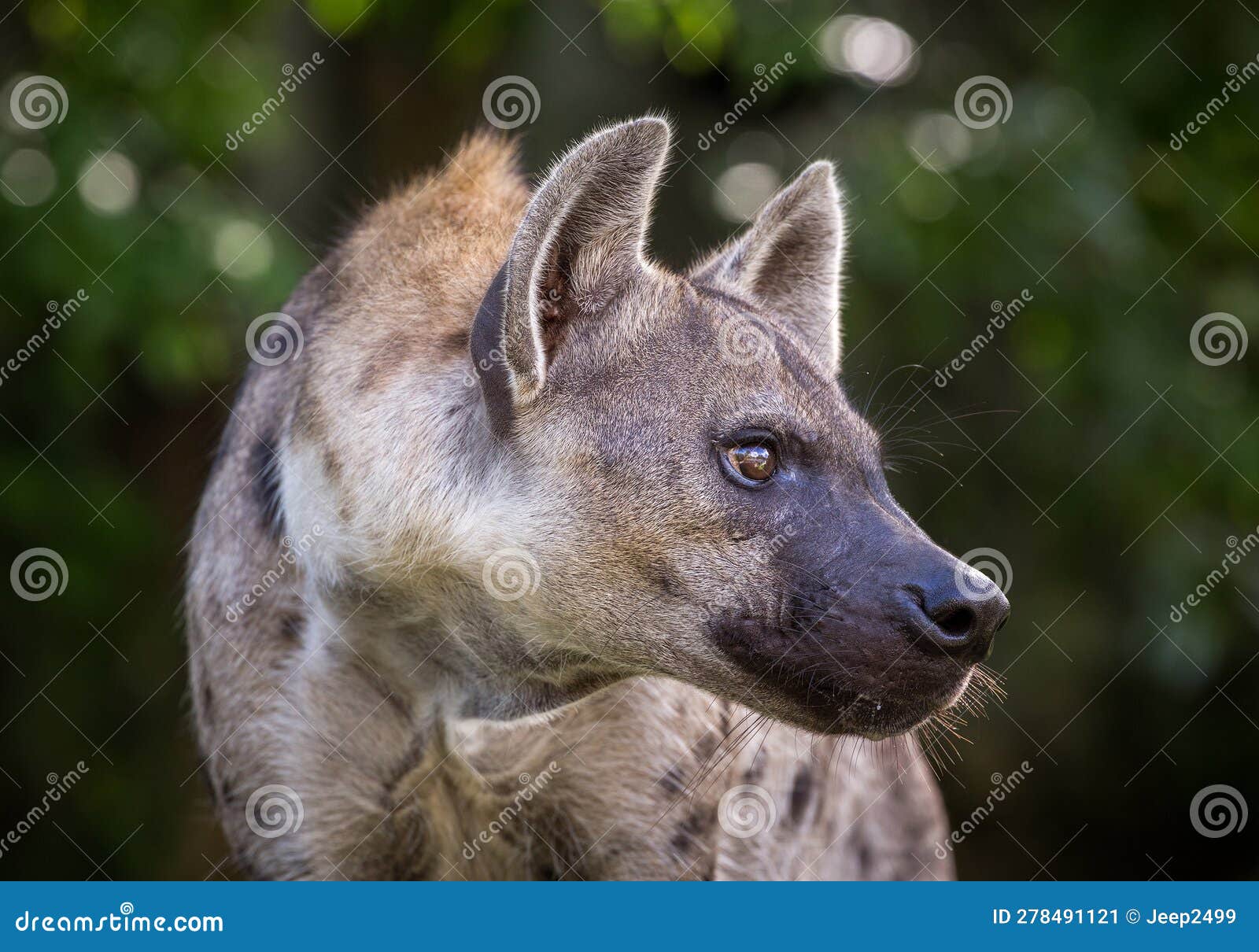 Spotted hyena resting. stock image. Image of portrait - 278491121
