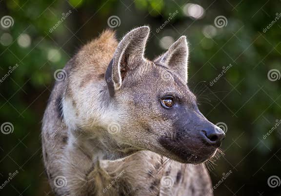 Spotted hyena resting. stock image. Image of portrait - 278491121