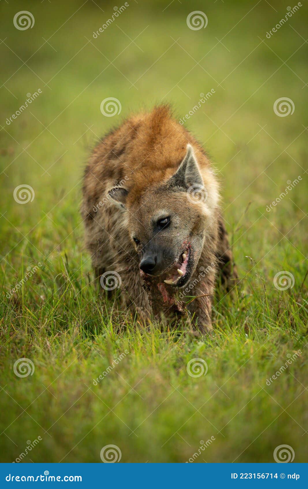 Spotted Hyena Sitting on Grass Gnawing Bone Stock Photo - Image of ...