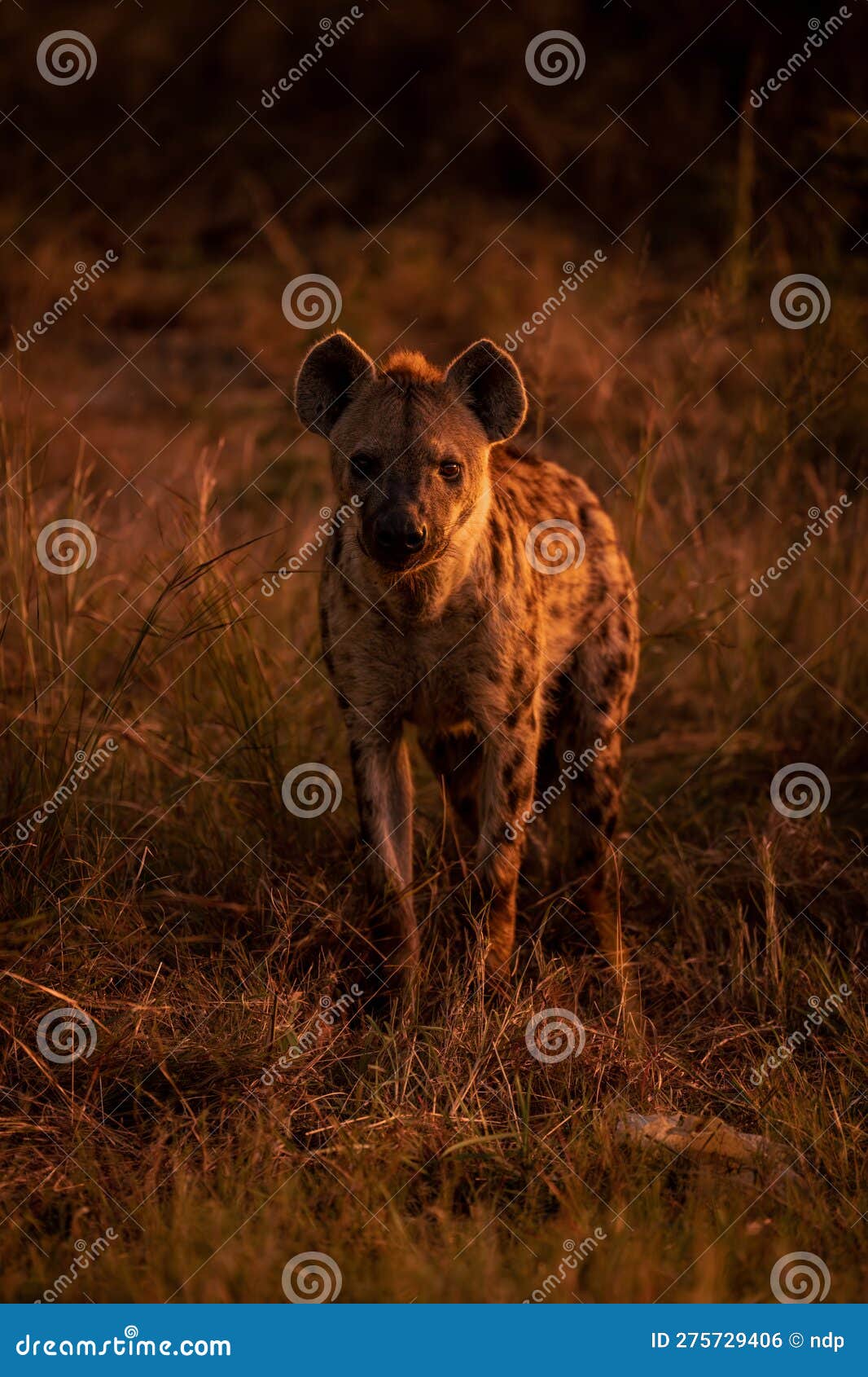 Spotted Hyena Standing in Grass Watching Camera Stock Photo - Image of ...