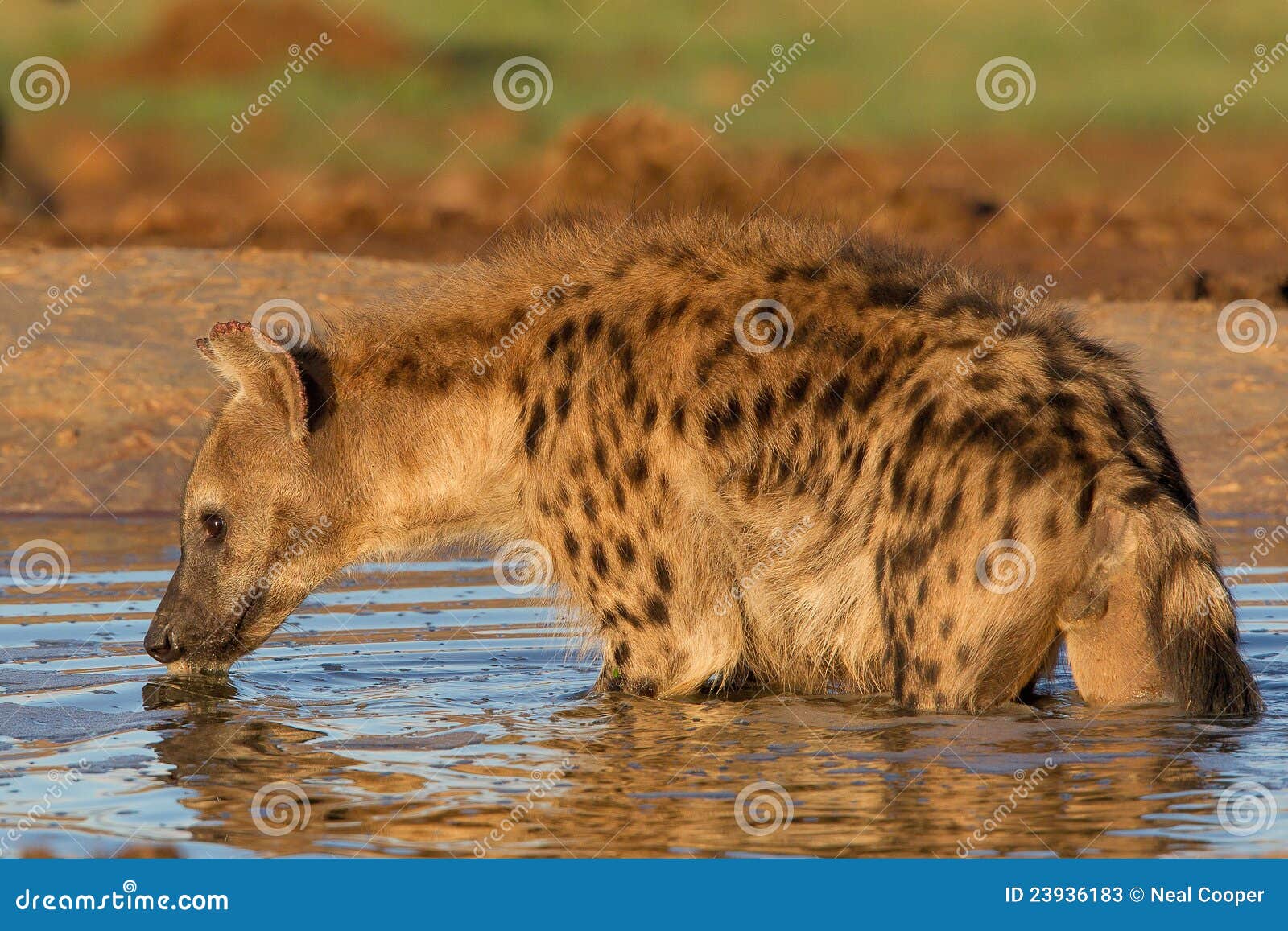 Spotted Hyena Standing in Water Stock Image - Image of hyena, standing ...