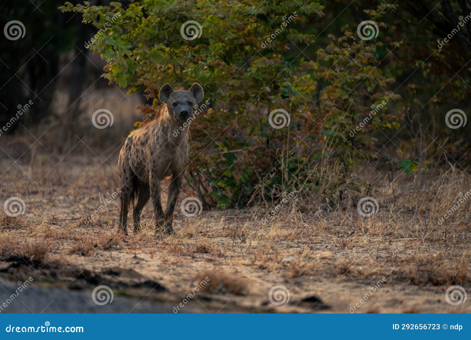 Spotted Hyena Stands by Bush Watching Camera Stock Image - Image of ...