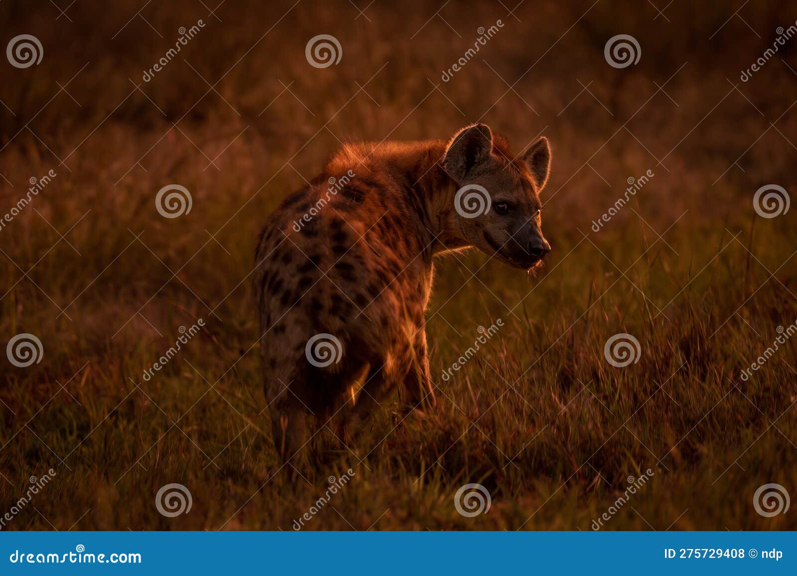 Spotted Hyena Stands in Grass Looking Back Stock Photo - Image of ...