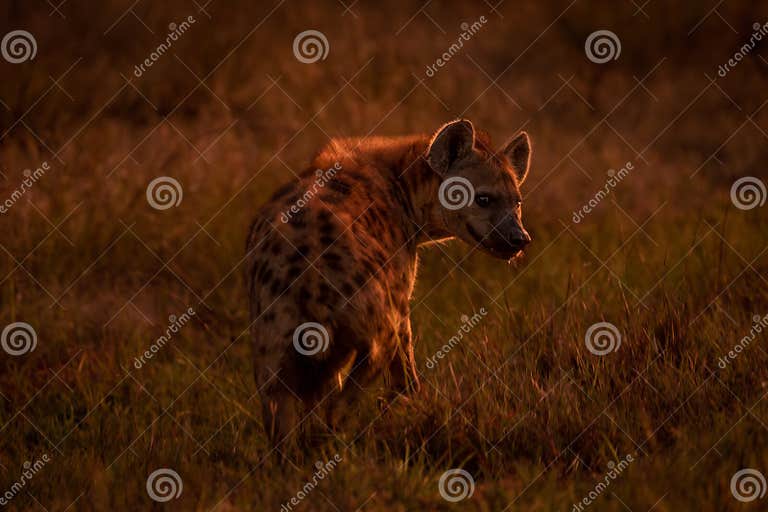 Spotted Hyena Stands in Grass Looking Back Stock Photo - Image of ...