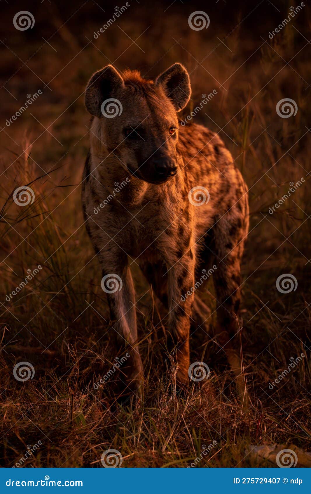 Spotted Hyena Stands in Grass Turning Head Stock Image - Image of ...