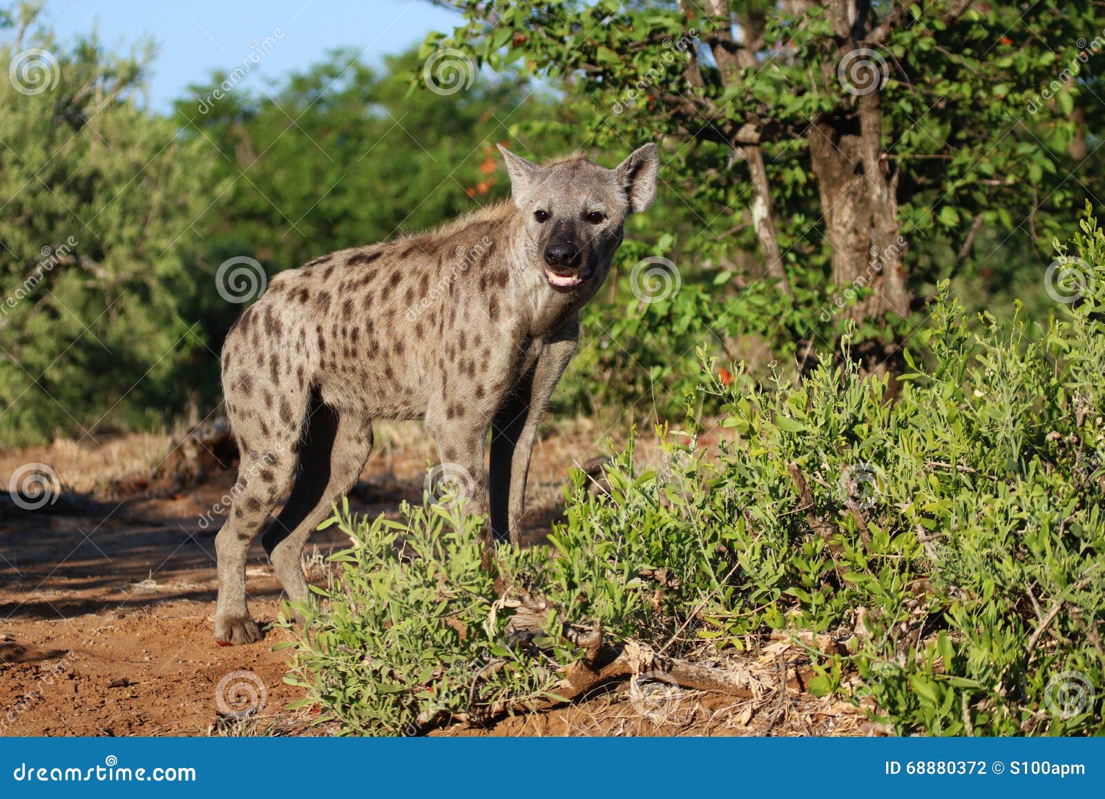 Spotted Hyena stock photo. Image of teeth, stare, rest - 68880372