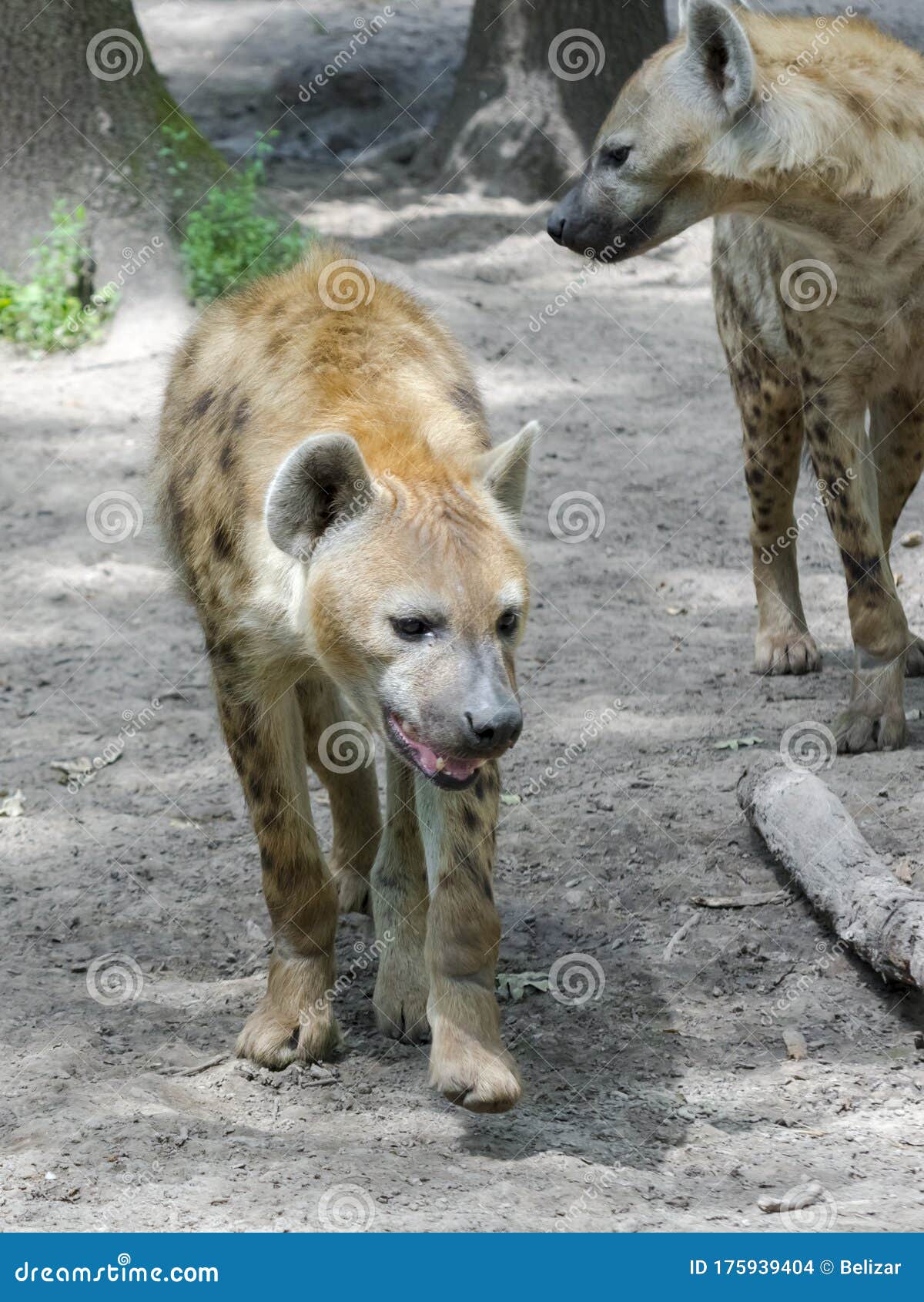 Spotted Hyena is Walking in a Forest Stock Photo - Image of crocuta ...
