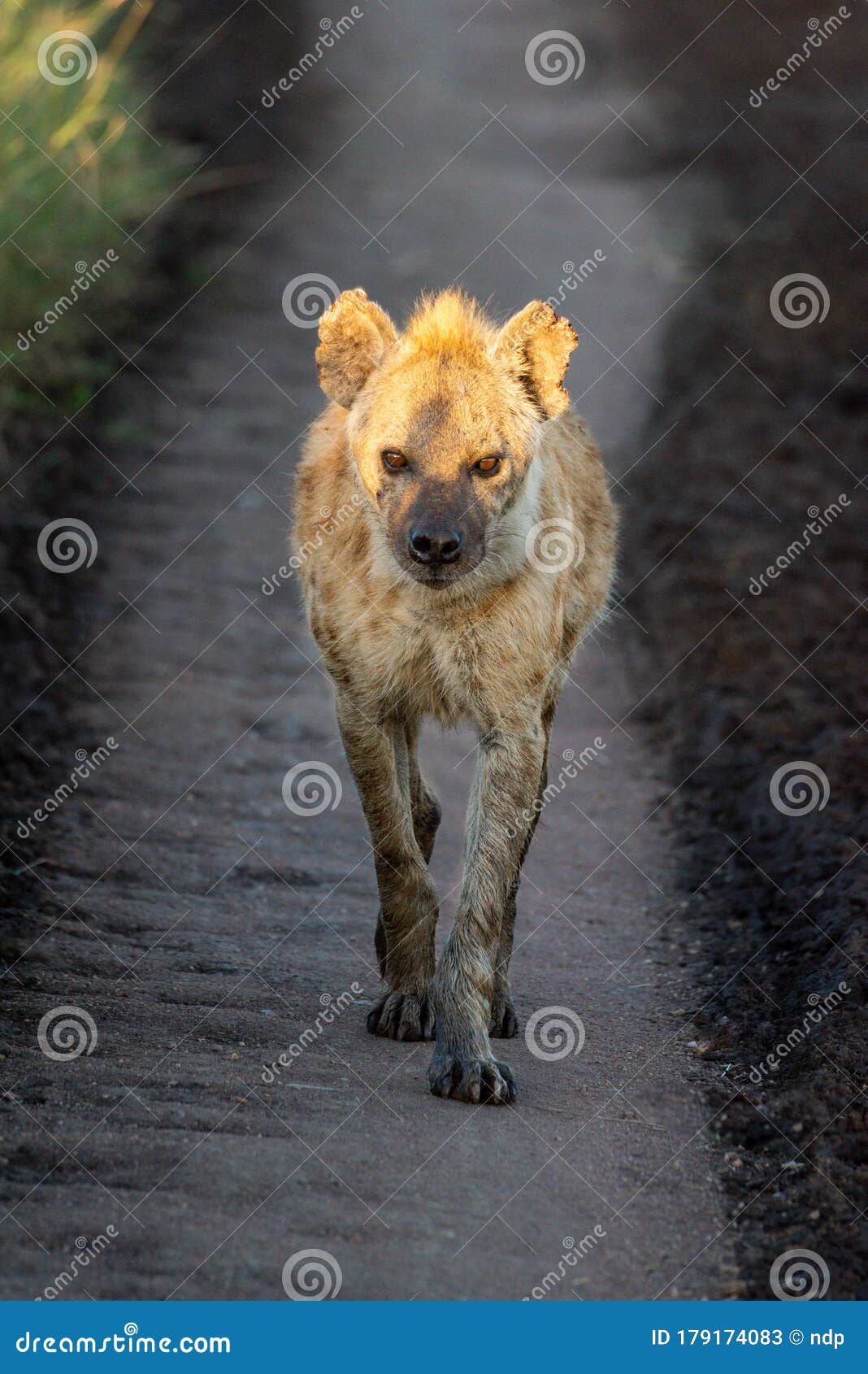 Spotted Hyena Walks Down Track Towards Camera Stock Image - Image of ...