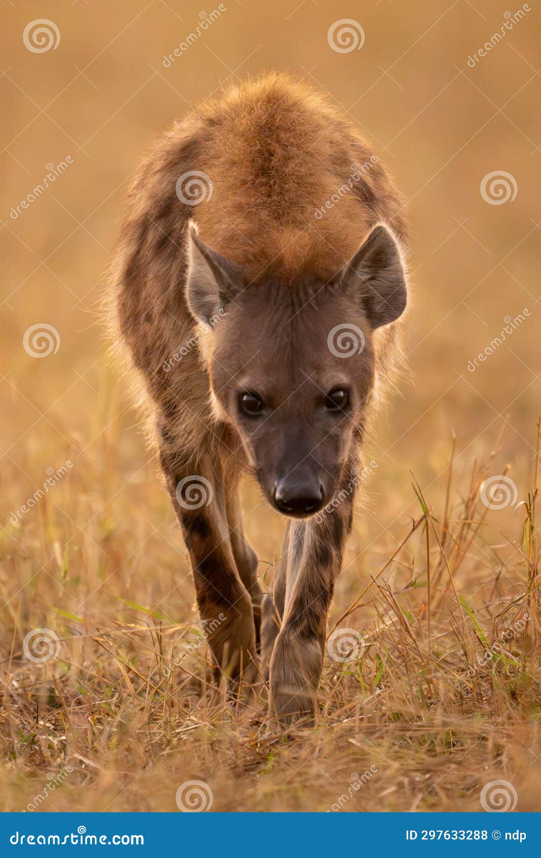 Spotted Hyena Walks Towards Camera Lowering Head Stock Photo - Image of ...