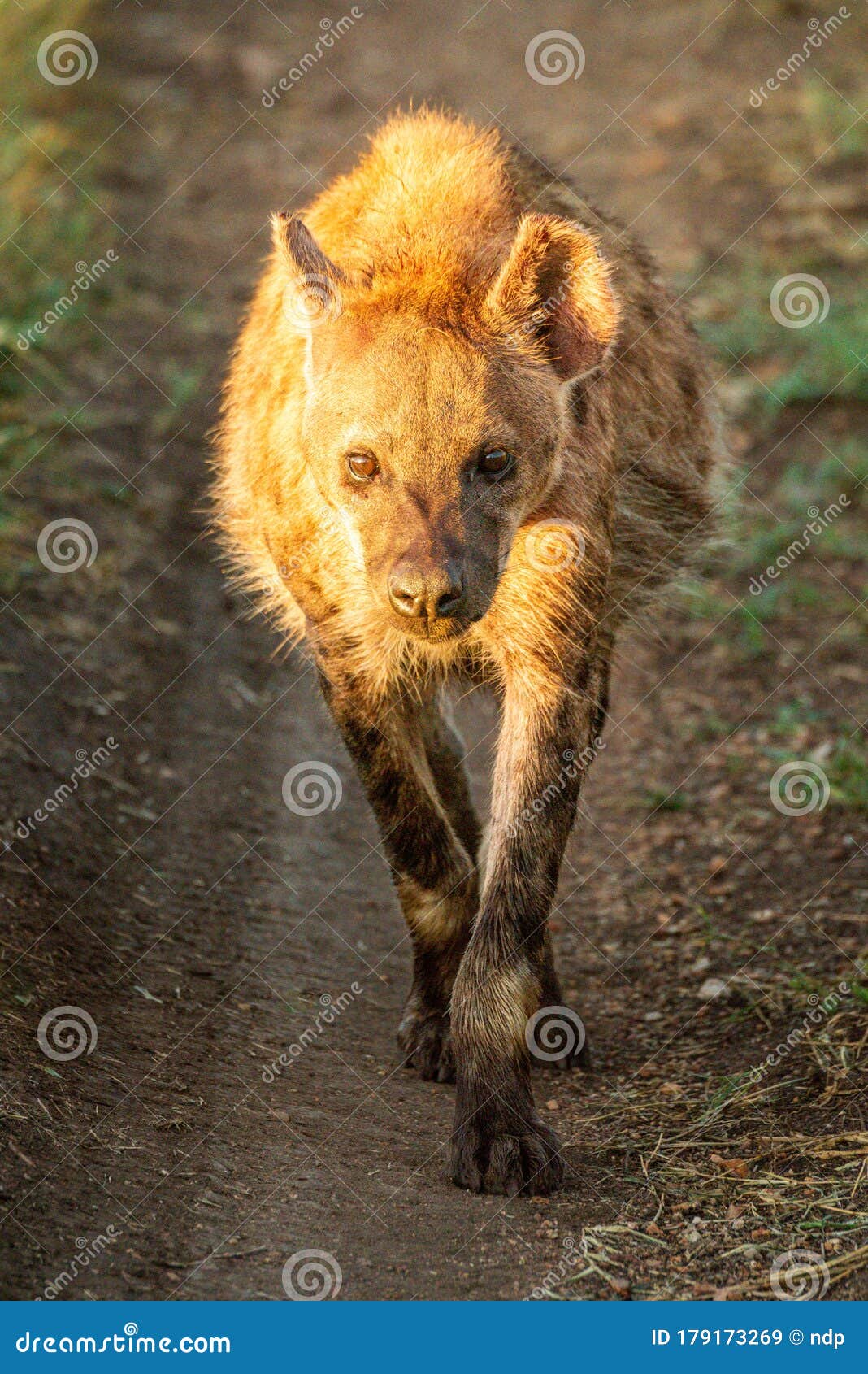 Spotted Hyena Walks on Track Towards Camera Stock Image - Image of ...