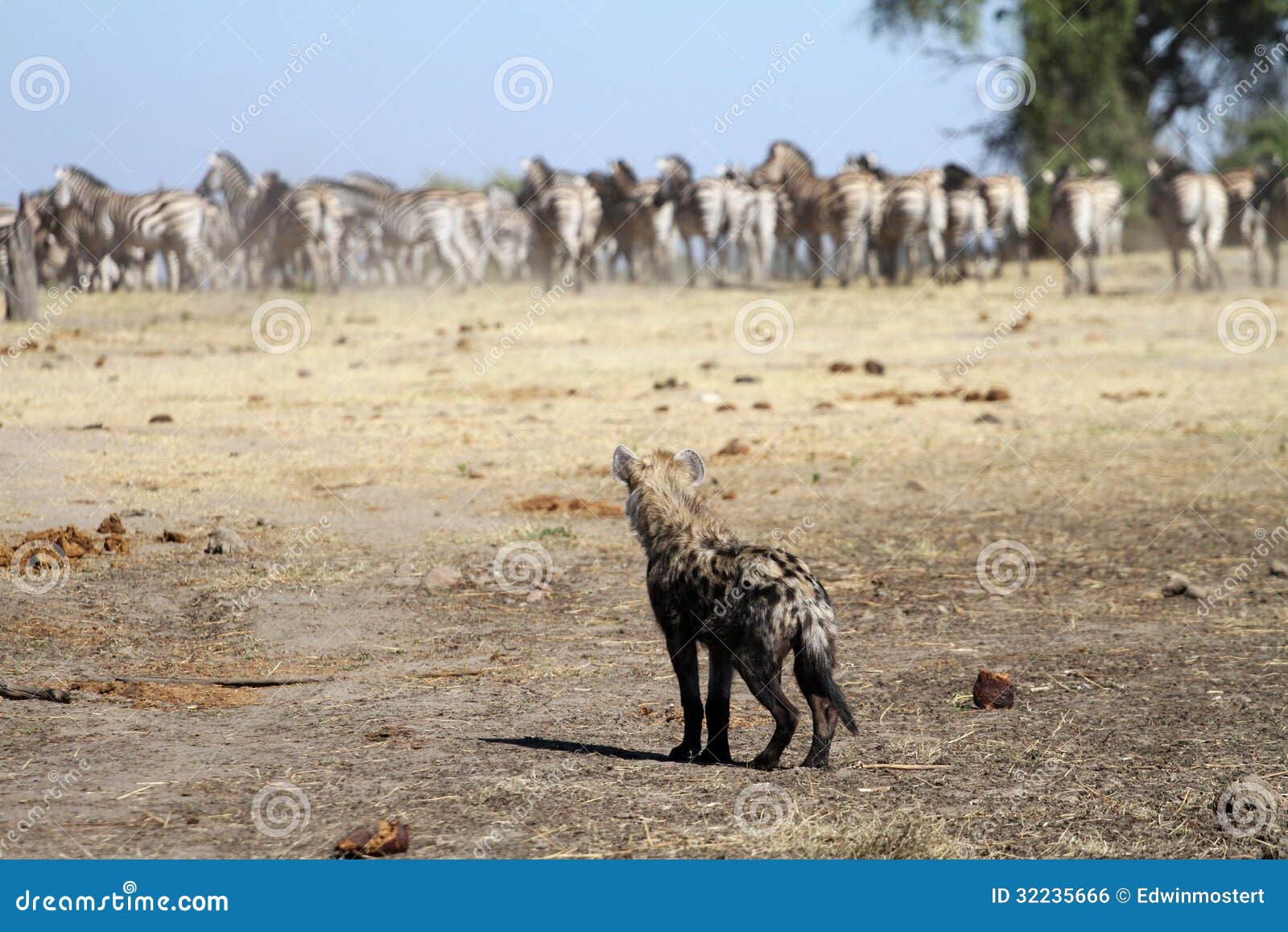Spotted hyena with zebra stock photo. Image of scavenger - 32235666